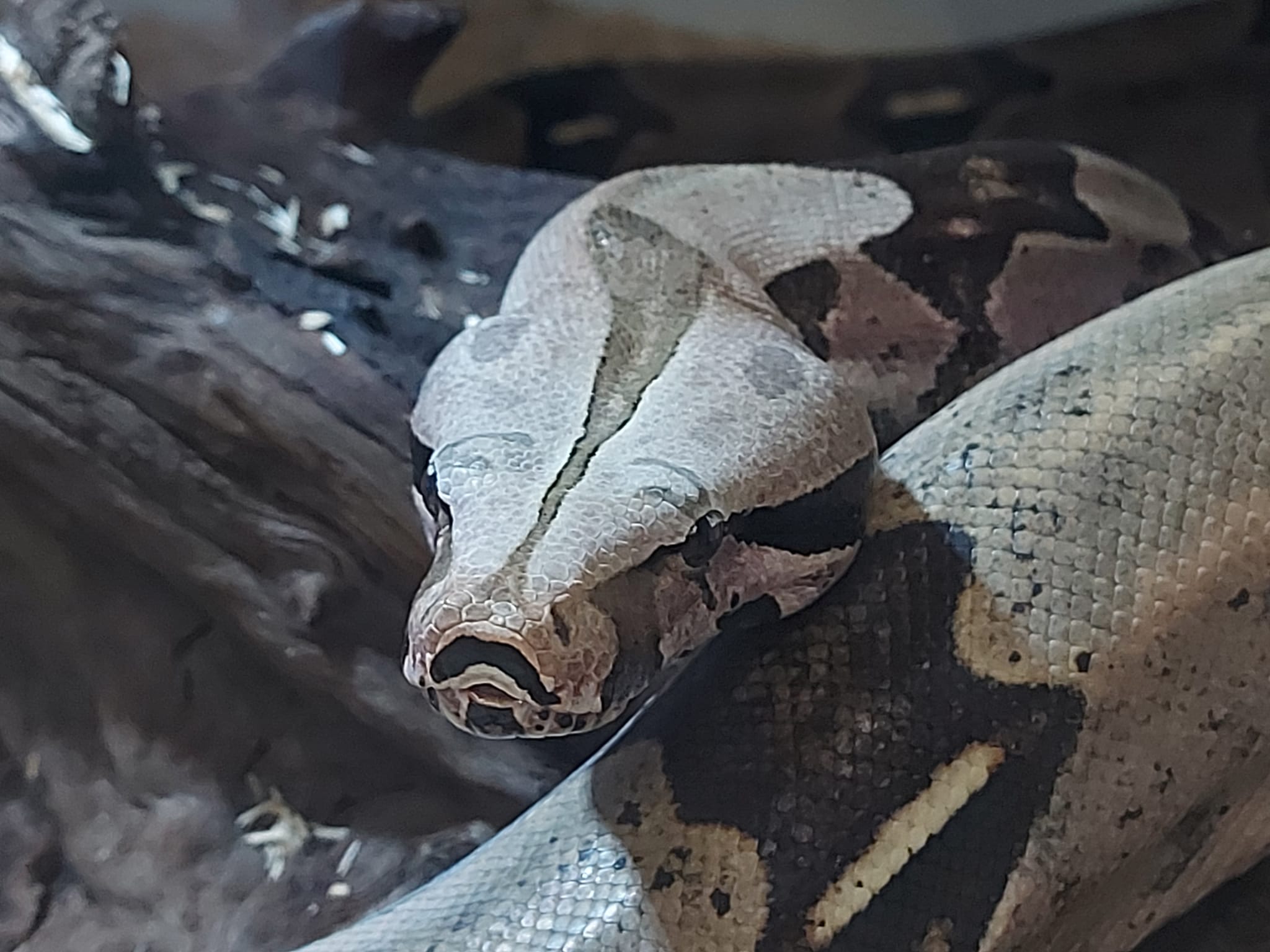 Terra Serpentes - C. Constrictor