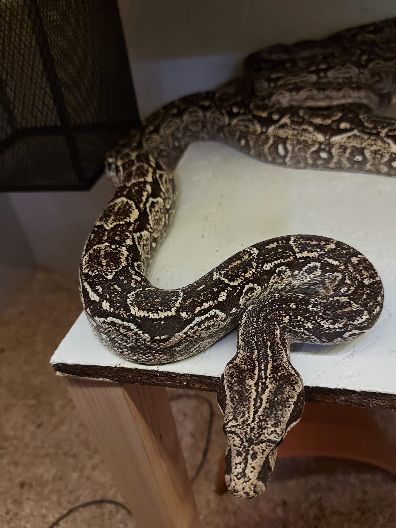 Terra Serpentes - C. Occidentalis