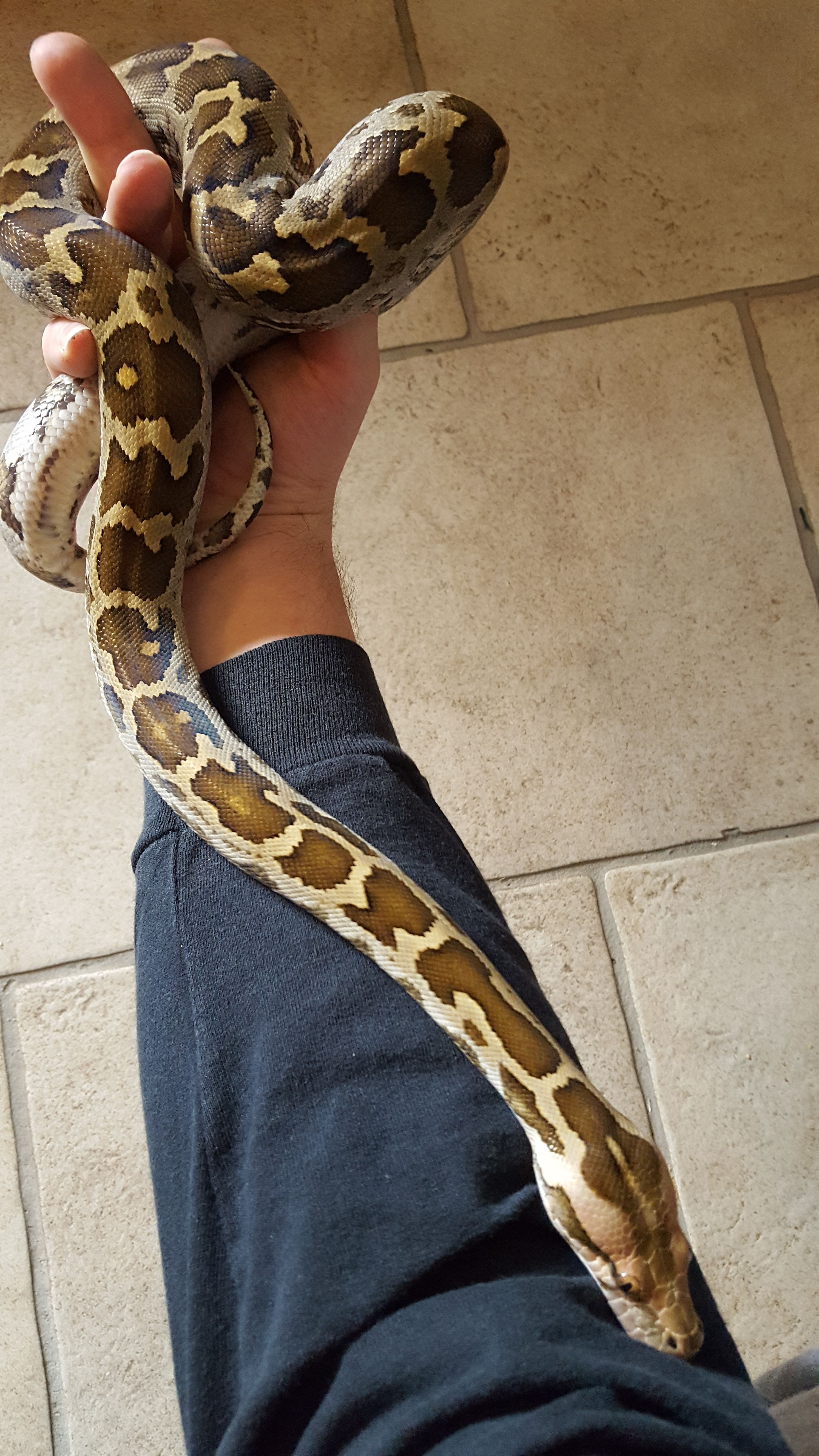 Terra Serpentes - Python m. Pimbura