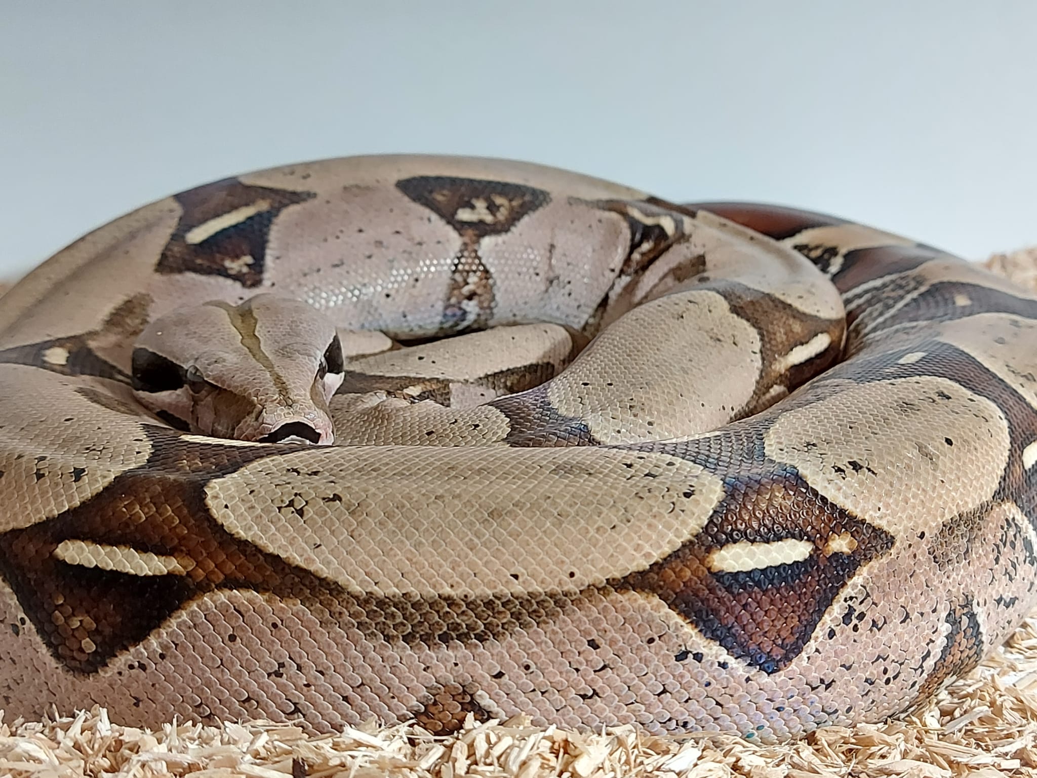 Terra Serpentes - Surinam