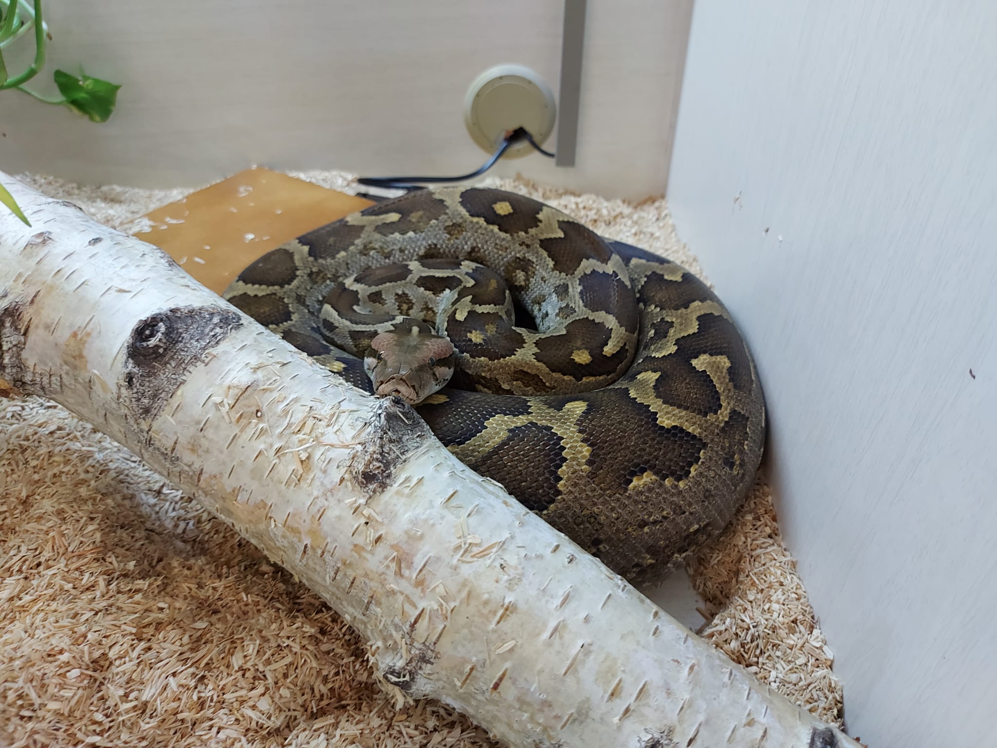 Terra Serpentes - Python m. Pimbura