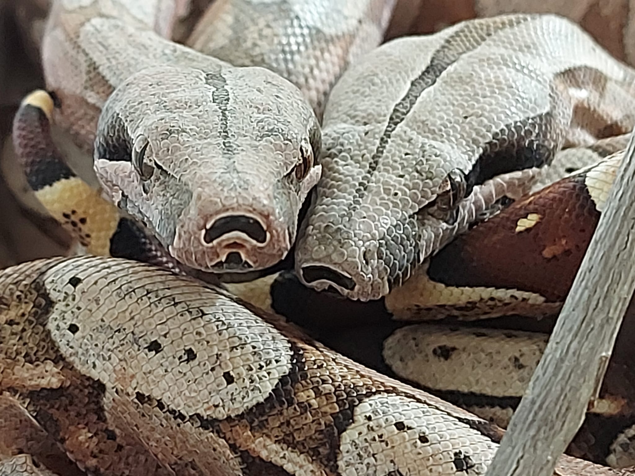 Terra Serpentes - English Start