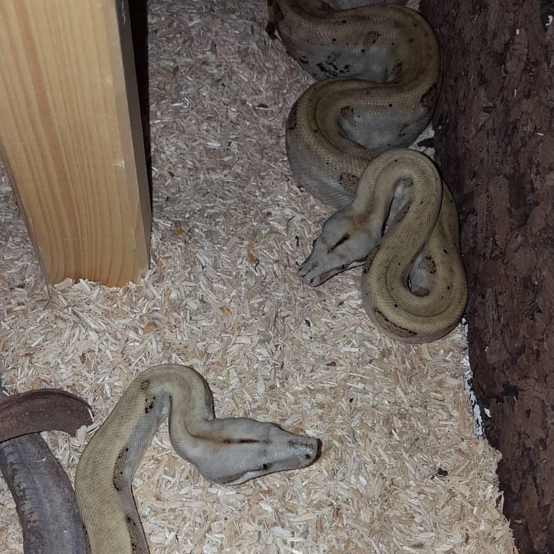 Terra Serpentes - C. Saboga